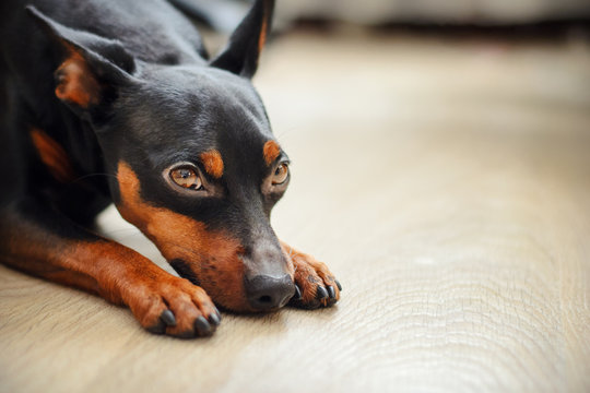 รูปภาพPincher – เลือกดูภาพถ่ายสต็อก เวกเตอร์ และวิดีโอ297,087 | Adobe Stock
