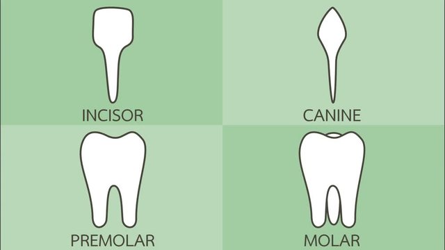 รูปภาพPremolar – เลือกดูภาพถ่ายสต็อก เวกเตอร์ และวิดีโอ6,054 | Adobe Stock
