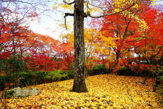 "Scattered Autumn Leaves" Images – Browse 80 Stock Photos, Vectors, and ...