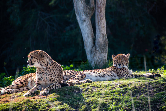 Chitas Images – Browse 3,961 Stock Photos, Vectors, and Video | Adobe Stock