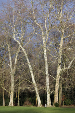 รูปภาพPlatanen – เลือกดูภาพถ่ายสต็อก เวกเตอร์ และวิดีโอ941 | Adobe Stock