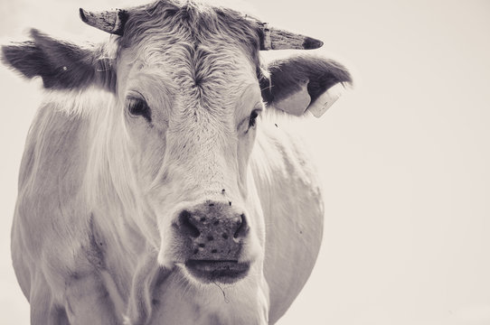 Jad Images – Parcourir 4,339 le catalogue de photos, vecteurs et vidéos ...