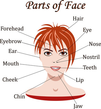 Faceparts Images – Browse 34 Stock Photos, Vectors, and Video | Adobe Stock