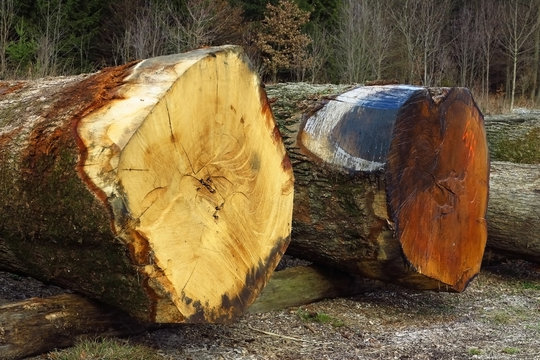 รูปภาพEdelholz – เลือกดูภาพถ่ายสต็อก เวกเตอร์ และวิดีโอ362 | Adobe Stock