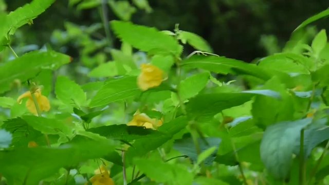 "Touch-Me-Not Balsam" Images – Browse 188 Stock Photos, Vectors, and ...