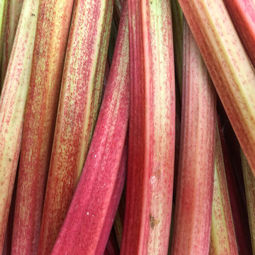 Rubarb 이미지 – 찾아보기 2,390 스톡 사진, 벡터 및 비디오 | Adobe Stock