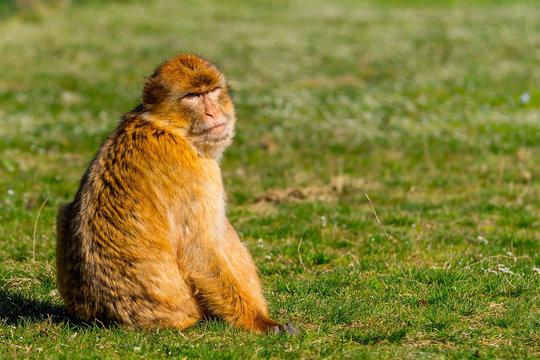 Scheusal Bilder – Durchsuchen 339 Archivfotos, Vektorgrafiken und ...