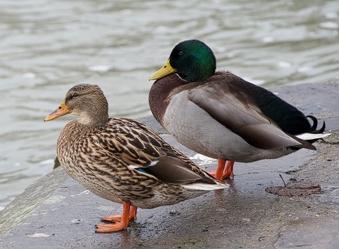 Logos De Canards Colverts Canard Colvert Images – Browse 4,597 Stock