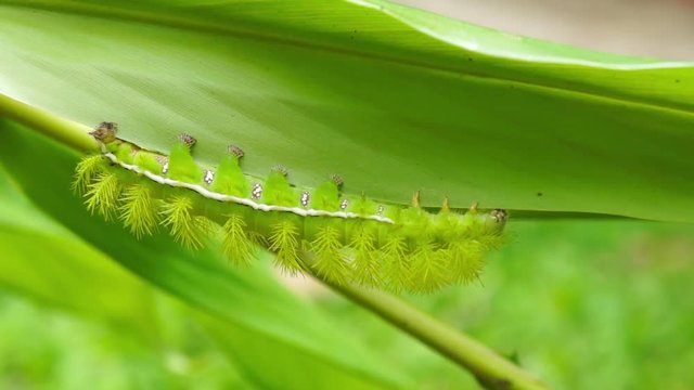 รูปภาพAutomeris – เลือกดูภาพถ่ายสต็อก เวกเตอร์ และวิดีโอ132 | Adobe Stock
