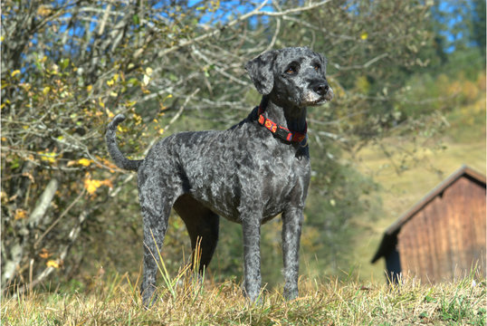 รูปภาพVorstehhund – เลือกดูภาพถ่ายสต็อก เวกเตอร์ และวิดีโอ2,258 | Adobe ...