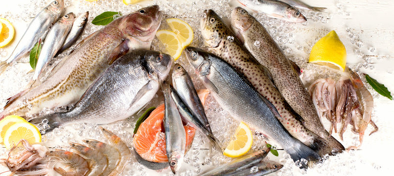 Free Fish Images – Browse 14,610 Free Stock Photos, Vectors, and Video ...