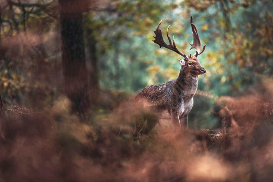 Free Hunting Images – Browse 3,502 Free Stock Photos, Vectors, and ...