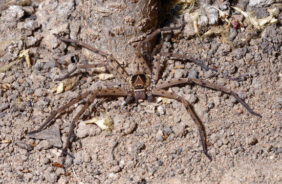 Spara Bilder – Durchsuchen 72 Archivfotos, Vektorgrafiken und Videos ...