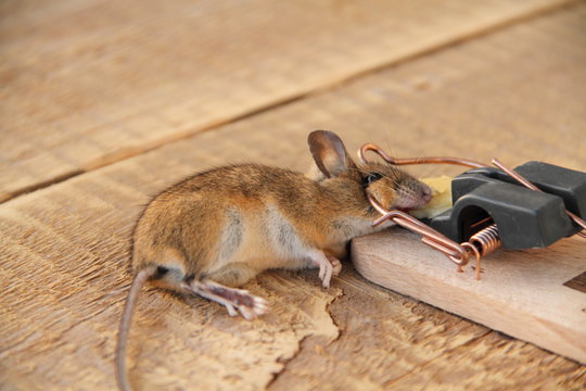 Genickbruch Images – Browse 57 Stock Photos, Vectors, and Video | Adobe ...