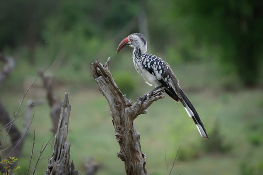 Zaza Images – Browse 24 Stock Photos, Vectors, and Video | Adobe Stock