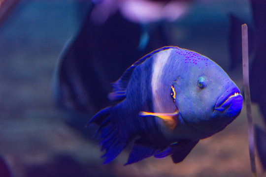 Pollyfish Bilder – Durchsuchen 6,873 Archivfotos, Vektorgrafiken und ...