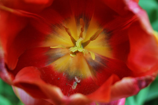 「Pistillo」の写真素材 | 1,947件の無料イラスト画像 | Adobe Stock