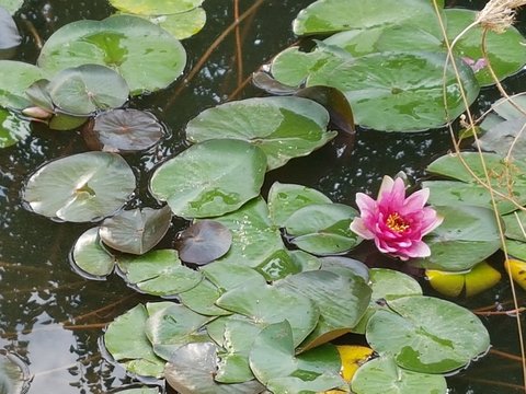 Nifee Images – Browse 15 Stock Photos, Vectors, and Video | Adobe Stock