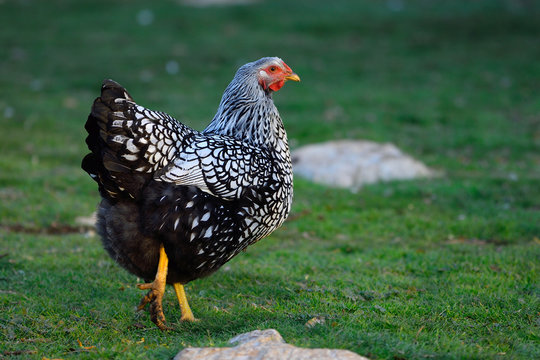 Tavuk 이미지 – 찾아보기 1,546 스톡 사진, 벡터 및 비디오 | Adobe Stock