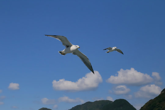 海猫 Images – Browse 989 Stock Photos, Vectors, and Video | Adobe Stock