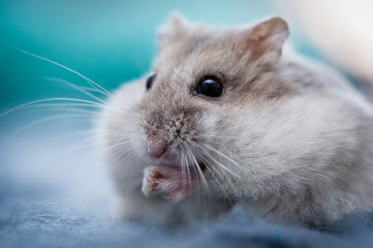 Obrazy (Chomiczek) — zdjęcia, wektory i wideo bez tantiem (343) | Adobe ...