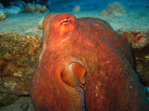 Sepien bilder – Bläddra bland 217 stockfoton, vektorer och videor ...