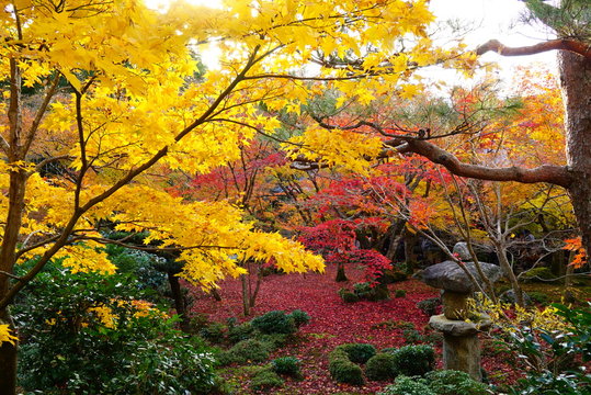 "Scattered Autumn Leaves" Images – Browse 80 Stock Photos, Vectors, and ...