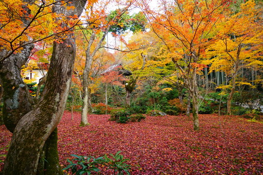 "Scattered Autumn Leaves" Images – Browse 80 Stock Photos, Vectors, and ...
