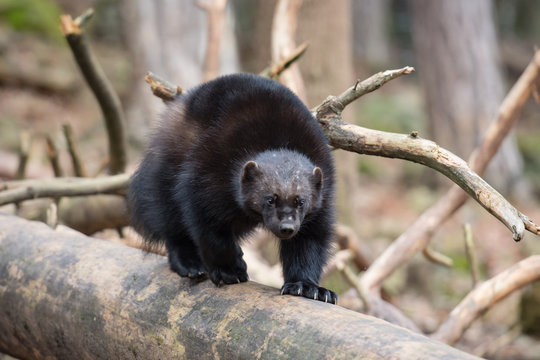 Glouton Images – Browse 264 Stock Photos, Vectors, and Video | Adobe Stock