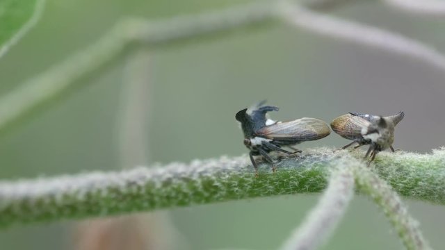 รูปภาพTreehoppers – เลือกดูภาพถ่ายสต็อก เวกเตอร์ และวิดีโอ1,151 | Adobe ...