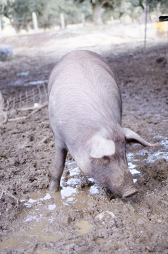 Ocico Bilder – Durchsuchen 66 Archivfotos, Vektorgrafiken und Videos ...