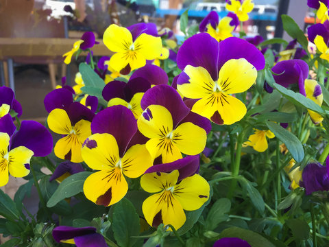 Pansee Images – Browse 3 Stock Photos, Vectors, and Video | Adobe Stock