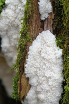 Aethalium Images – Browse 51 Stock Photos, Vectors, and Video | Adobe Stock