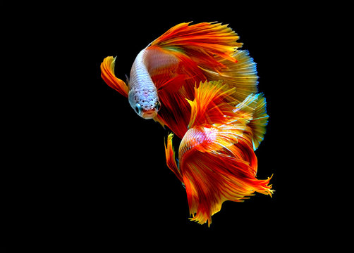 Free Fish Images – Browse 14,610 Free Stock Photos, Vectors, and Video ...
