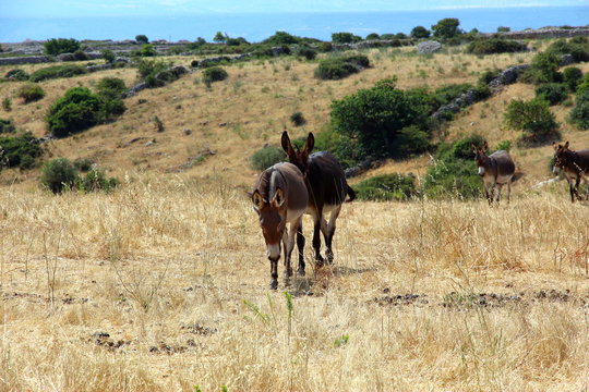 Somari Images – Browse 42 Stock Photos, Vectors, and Video | Adobe Stock