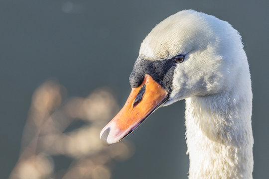 Labut Images – Browse 77 Stock Photos, Vectors, and Video | Adobe Stock