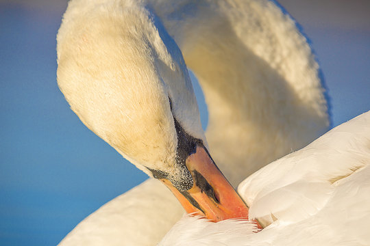 Labut Images – Browse 77 Stock Photos, Vectors, and Video | Adobe Stock