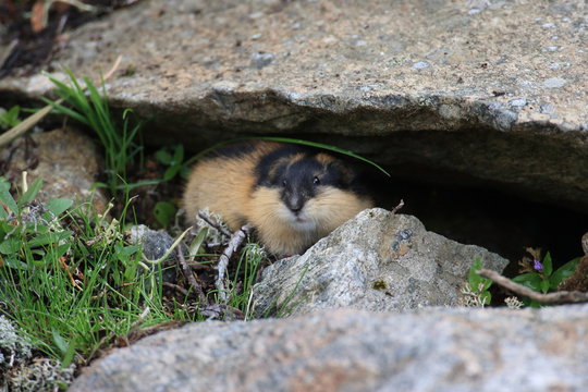 Berglemming Bilder – Durchsuchen 84 Archivfotos, Vektorgrafiken und ...