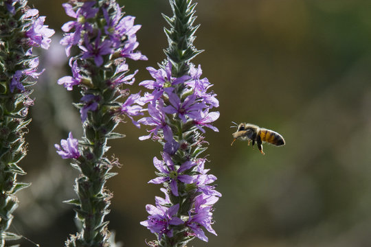 「Wildhonig」の写真素材 | 45件の無料イラスト画像 | Adobe Stock