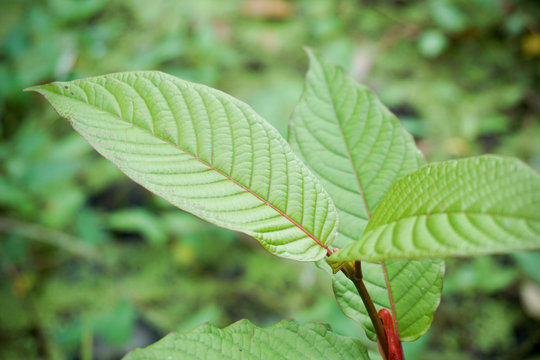 รูปภาพKetum – เลือกดูภาพถ่ายสต็อก เวกเตอร์ และวิดีโอ259 | Adobe Stock