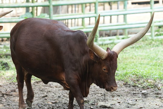 Ankoli Images – Browse 38 Stock Photos, Vectors, and Video | Adobe Stock