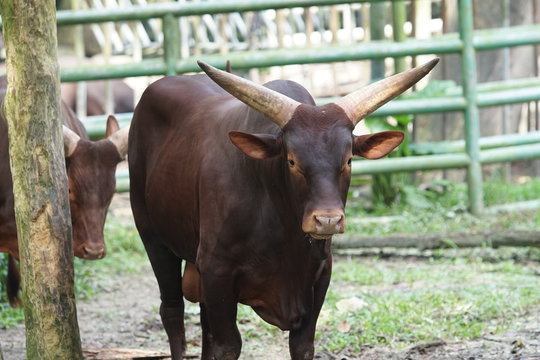 Ankoli Images – Browse 38 Stock Photos, Vectors, and Video | Adobe Stock