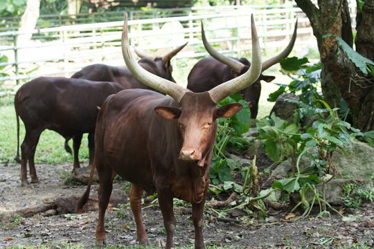 Ankoli Images – Browse 38 Stock Photos, Vectors, and Video | Adobe Stock