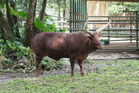 Ankoli Images – Browse 38 Stock Photos, Vectors, and Video | Adobe Stock