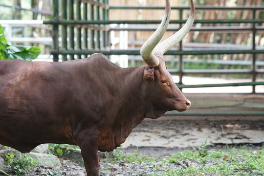 Ankoli Images – Browse 38 Stock Photos, Vectors, and Video | Adobe Stock