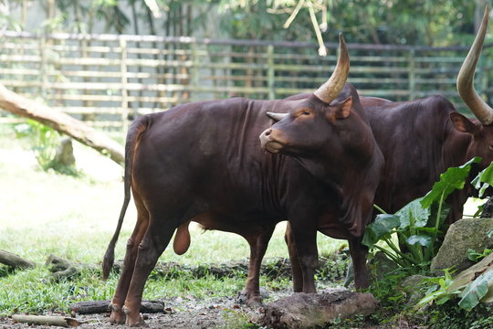 Ankoli Images – Browse 38 Stock Photos, Vectors, and Video | Adobe Stock