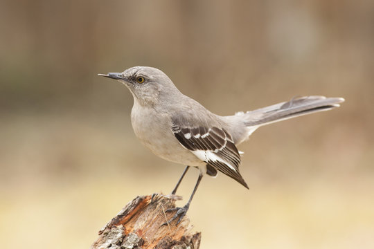 Cenzontle Images – Browse 32 Stock Photos, Vectors, and Video | Adobe Stock