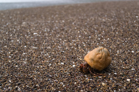 Soldier-Crab Images – Browse 85 Stock Photos, Vectors, and Video ...