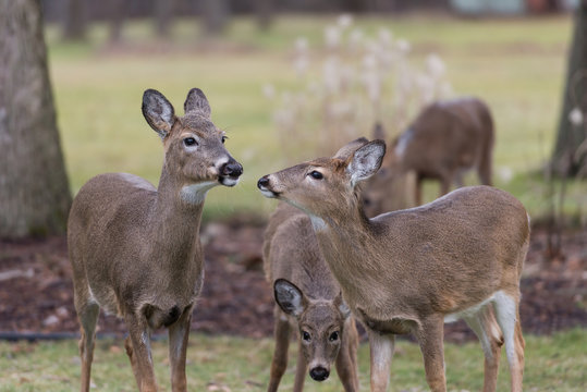 Norma Stitz photos, images, assets | Adobe Stock