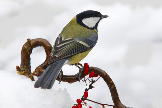 Vogelart bilder – Bläddra bland 6,615 stockfoton, vektorer och videor ...